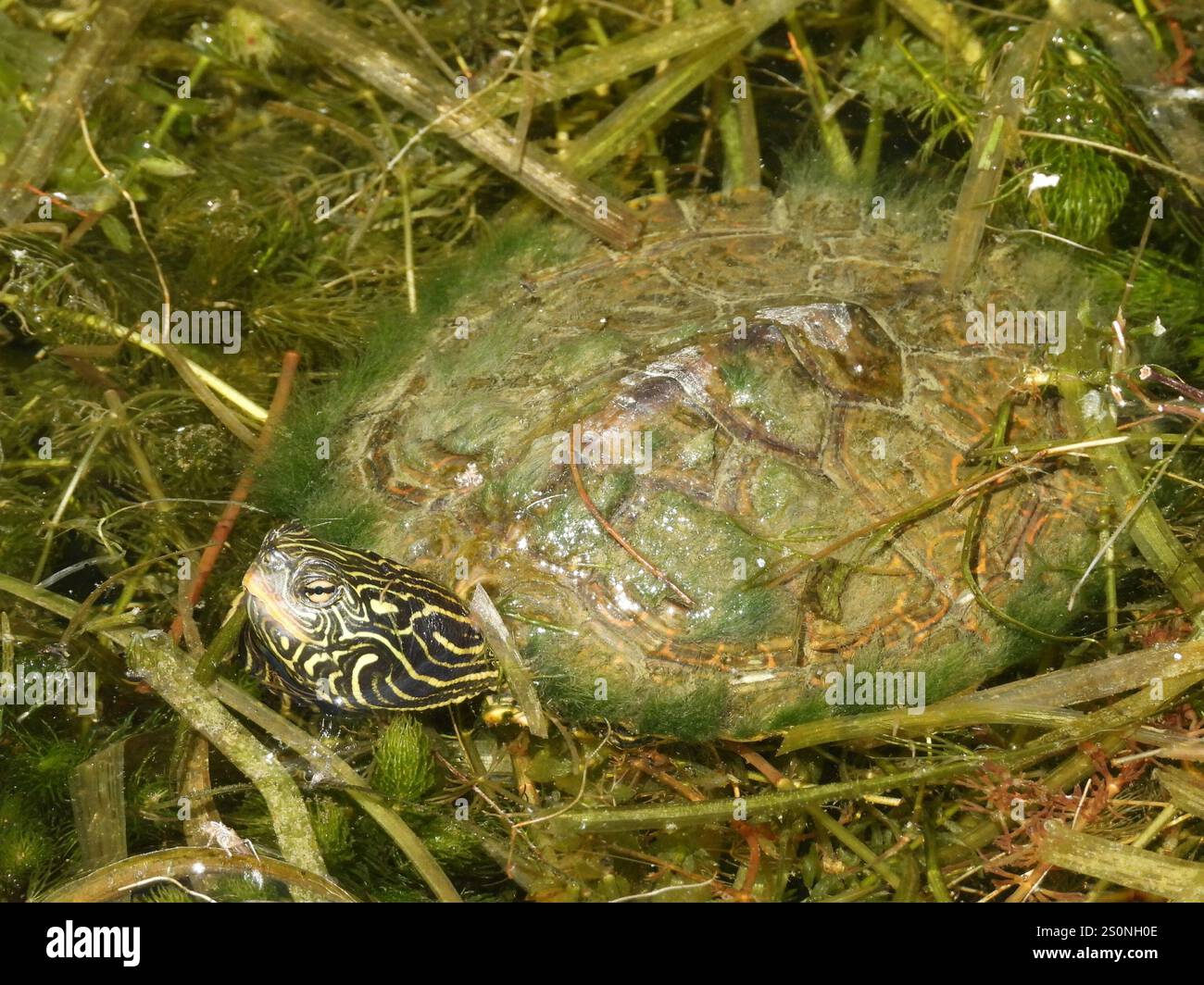 Northern Map Turtle (Graptemys geographica Stock Photo - Alamy