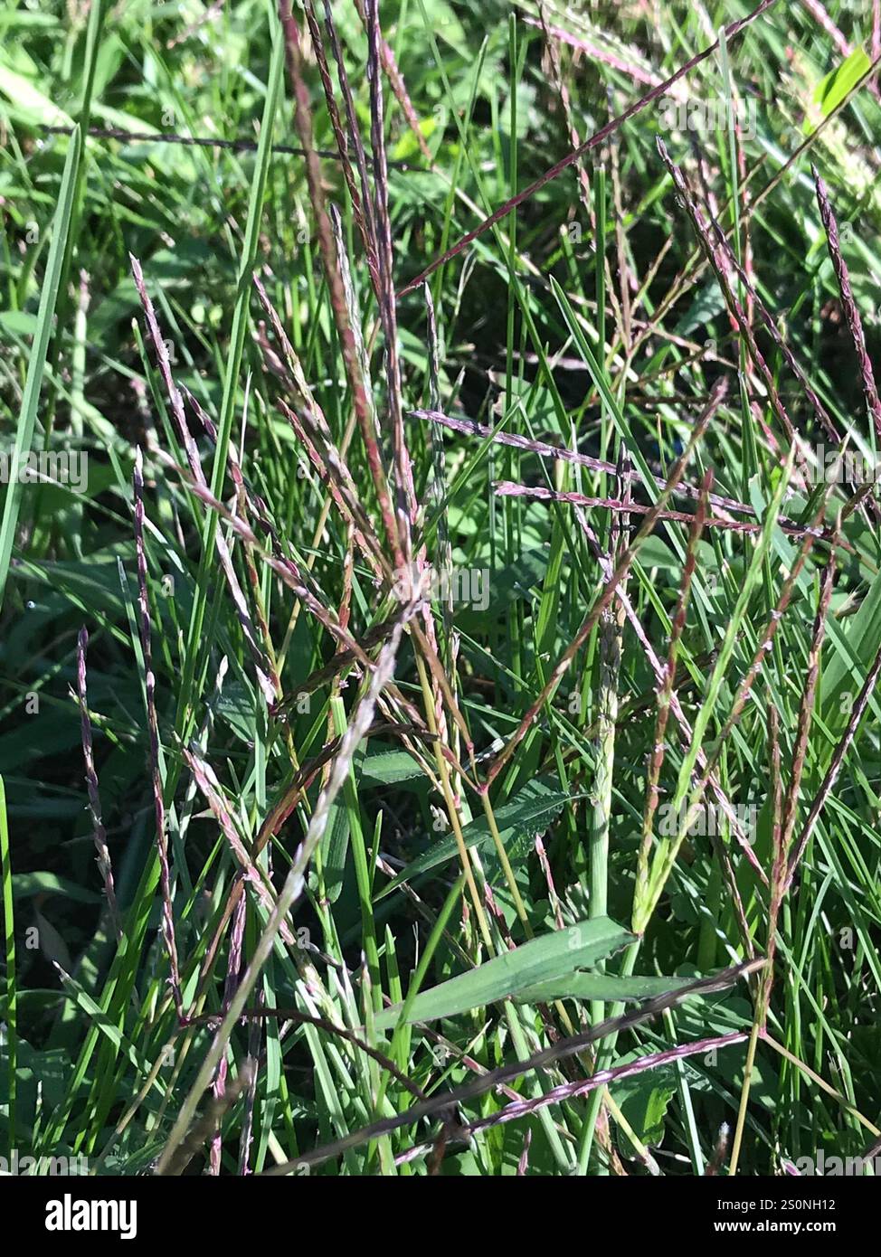 Hairy Crabgrass (Digitaria sanguinalis Stock Photo - Alamy