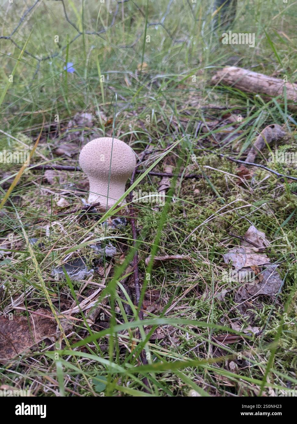 Meadow Puffball (Lycoperdon pratense Stock Photo - Alamy