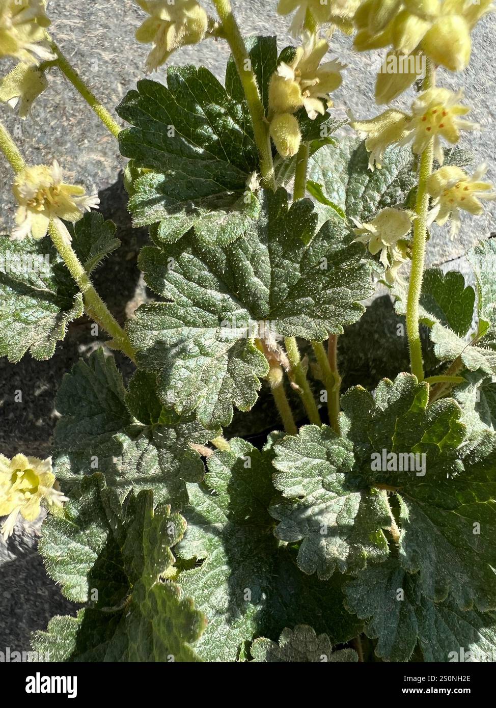 Elmera (Elmera racemosa Stock Photo - Alamy