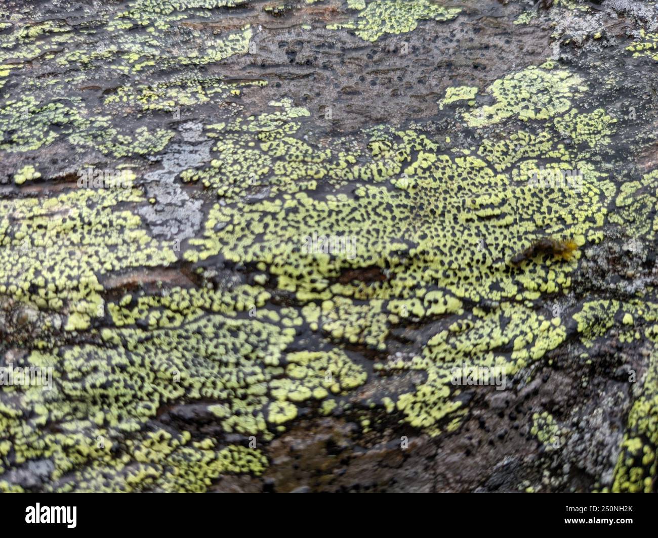yellow map lichen (Rhizocarpon geographicum Stock Photo - Alamy