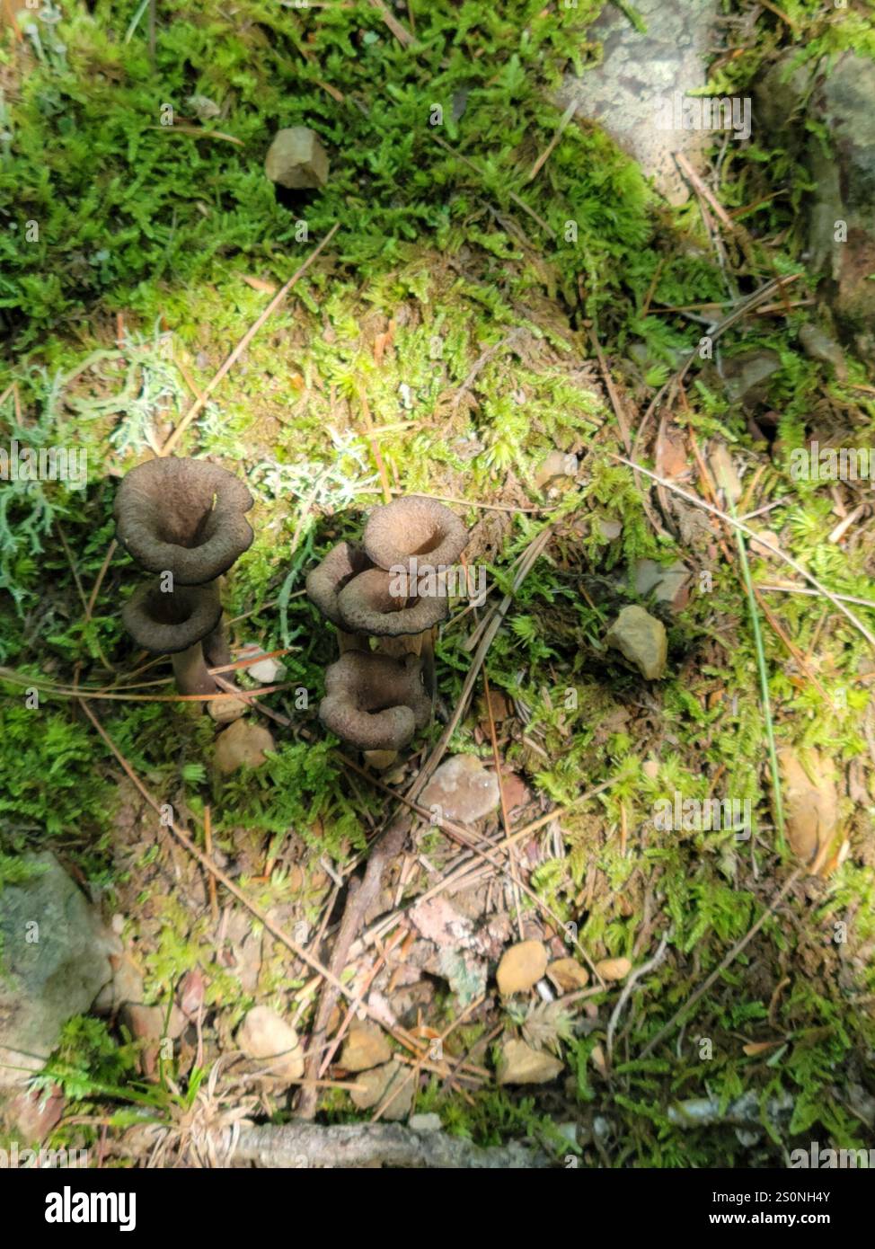 Eastern Black Trumpet (Craterellus fallax Stock Photo - Alamy