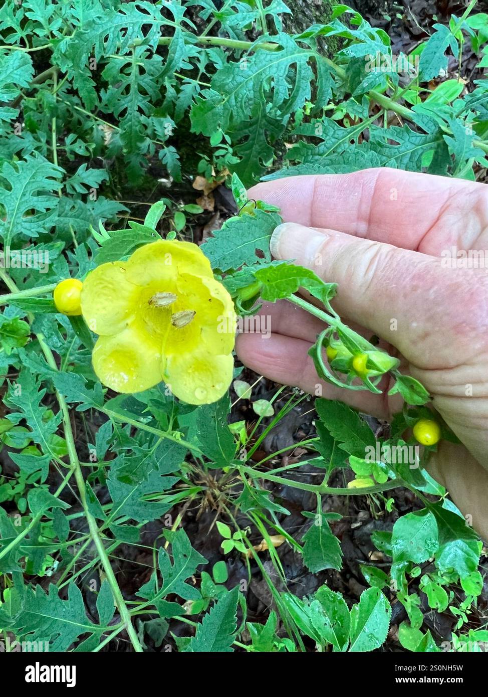 large-flowered false foxglove (Aureolaria grandiflora Stock Photo - Alamy
