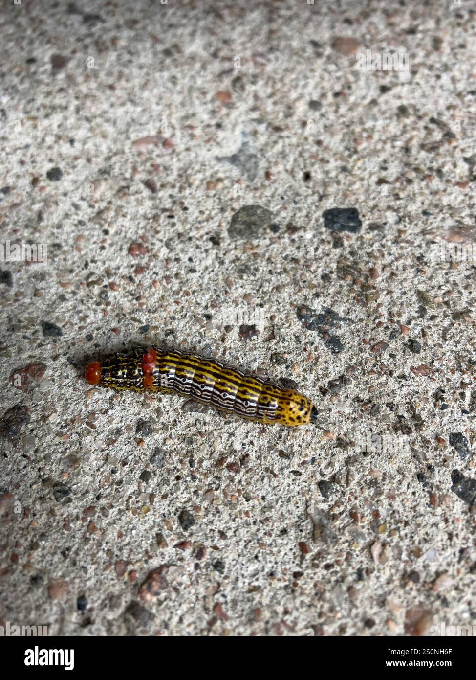 Red-humped Caterpillar Moth (Oedemasia concinna Stock Photo - Alamy