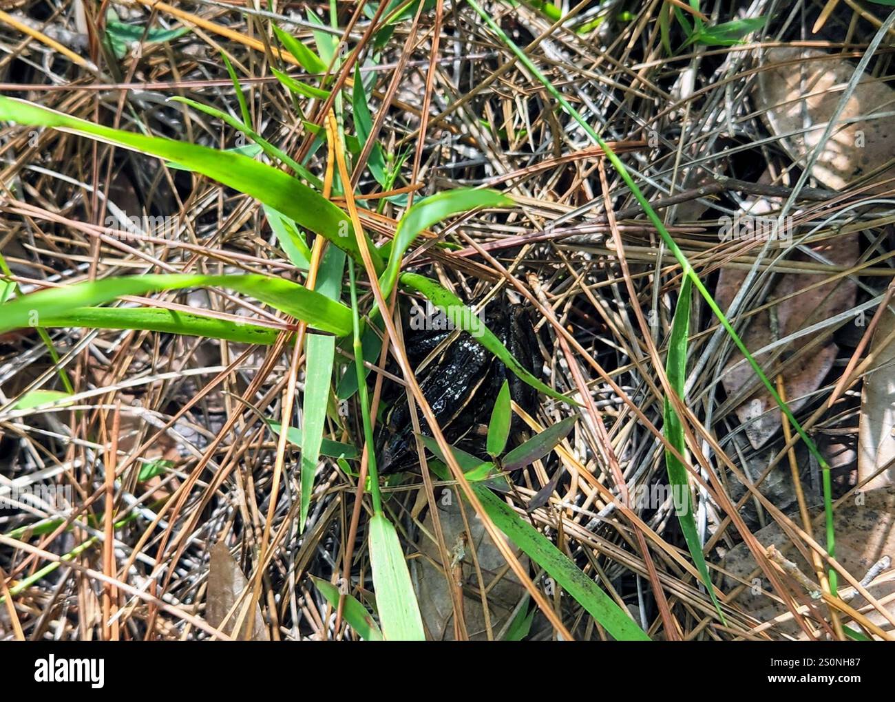 Southern Leopard Frog (Lithobates sphenocephalus Stock Photo - Alamy