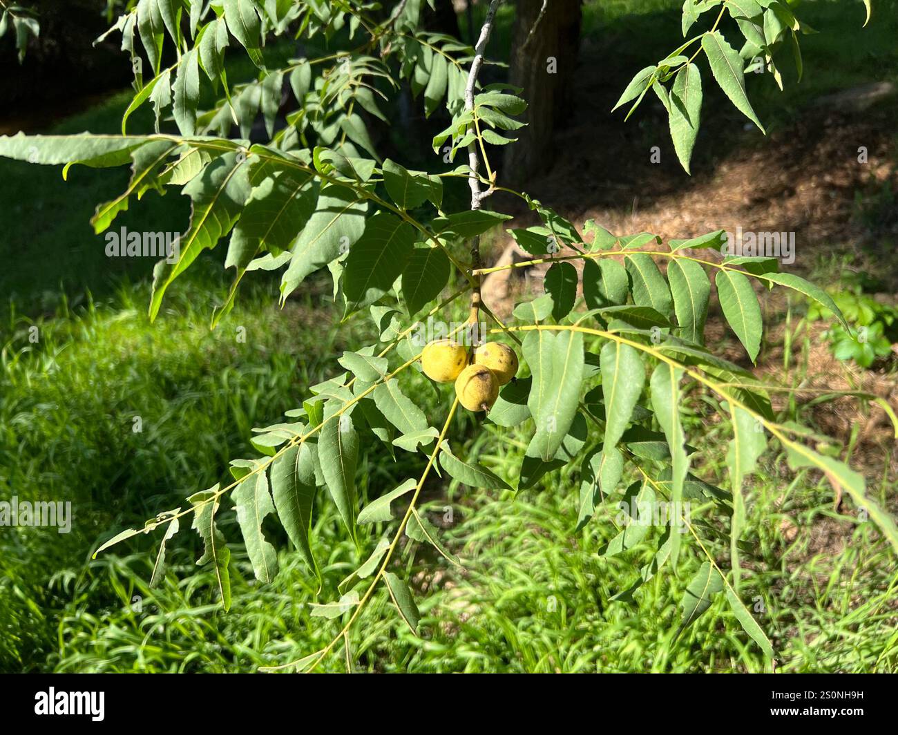 Arizona black walnut (Juglans major Stock Photo - Alamy