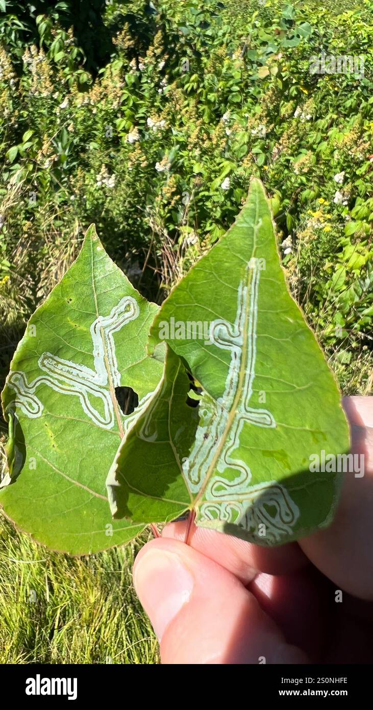 Aspen Serpentine Leafminer Moth (Phyllocnistis populiella Stock Photo ...