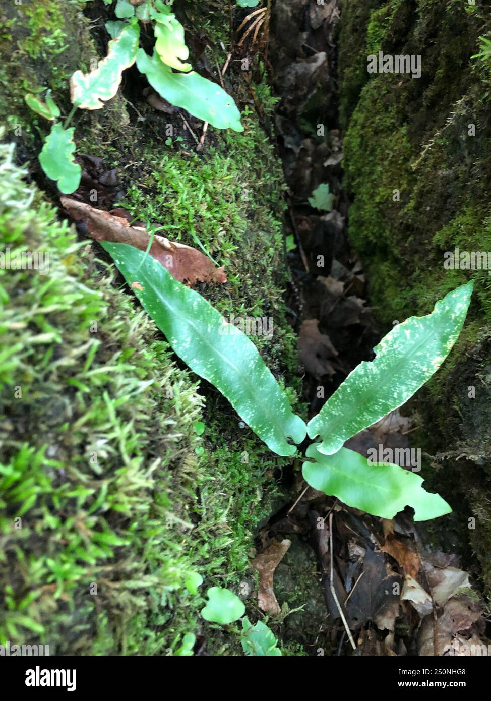 American hart's-tongue fern (Asplenium scolopendrium americanum Stock ...