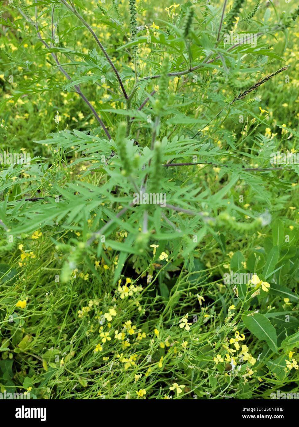 common ragweed (Ambrosia artemisiifolia Stock Photo - Alamy
