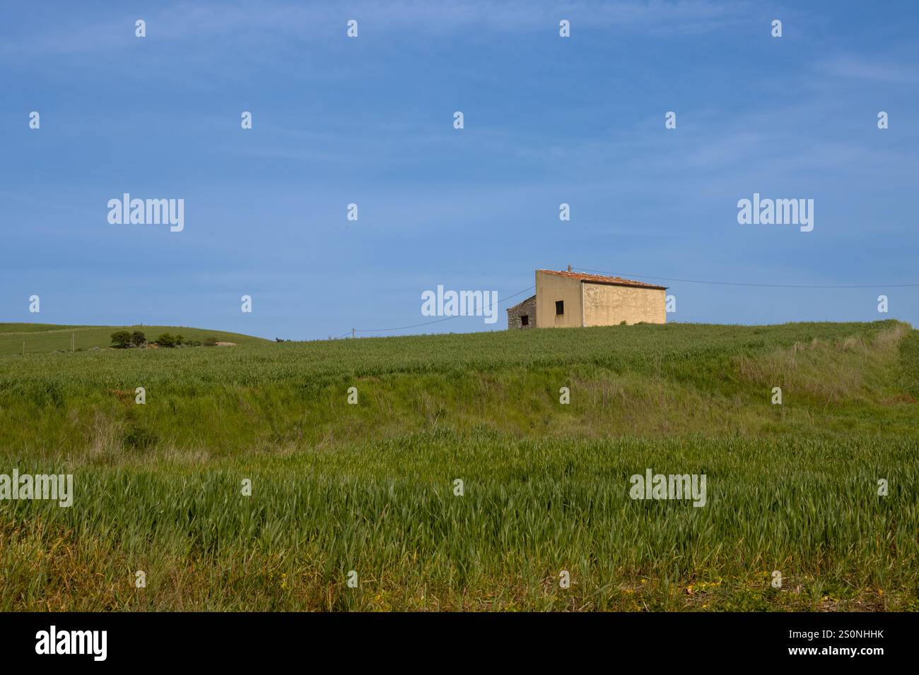 Green fresh spring field, covered by grain. Simple old house on the ...