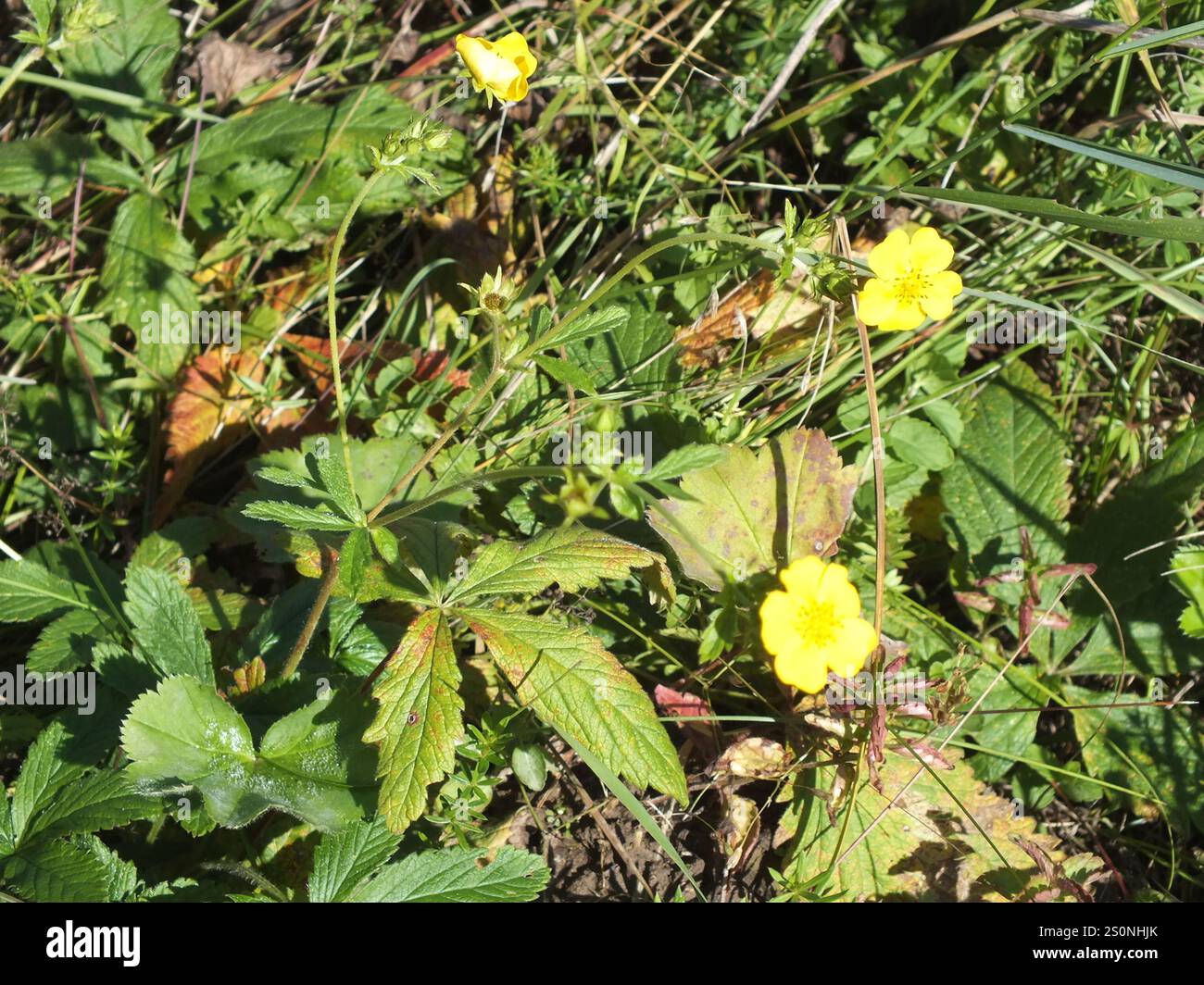 Sunny-place cinquefoil (Potentilla fragarioides Stock Photo - Alamy