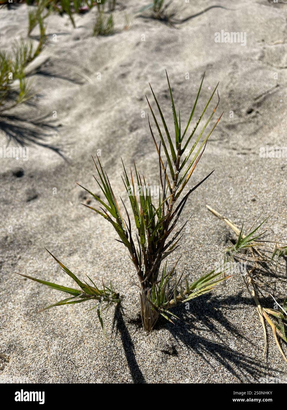 Saltgrass (Distichlis spicata Stock Photo - Alamy