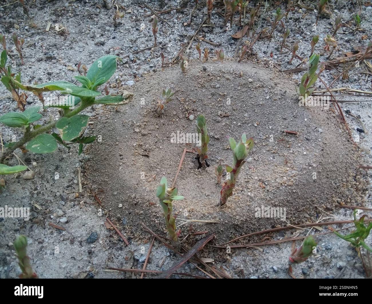 Buren's Pyramid Ant (Dorymyrmex bureni Stock Photo - Alamy