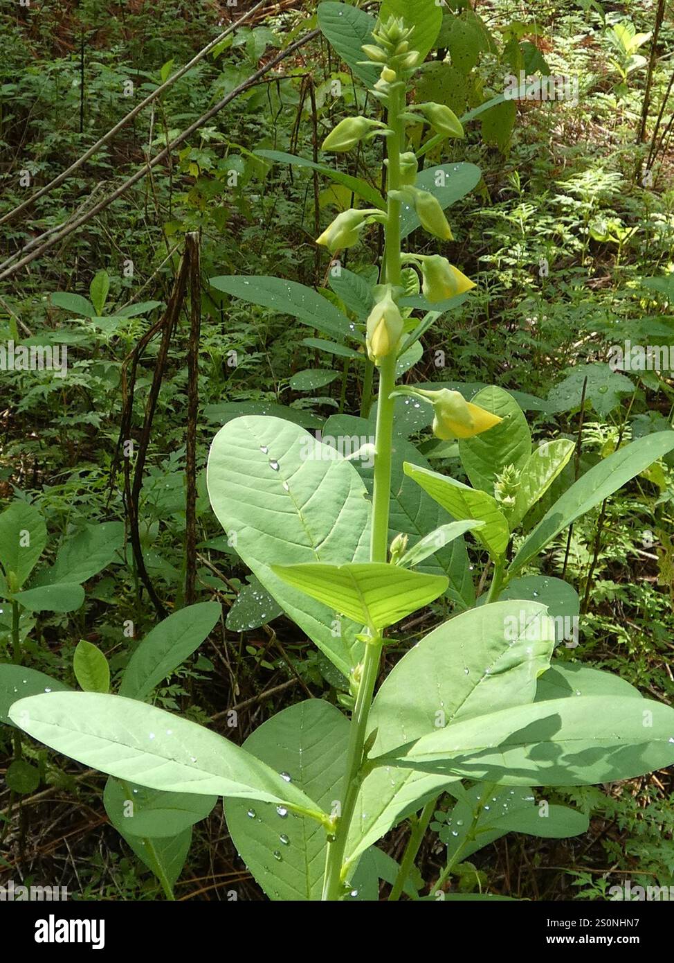 Showy Rattlebox (Crotalaria spectabilis Stock Photo - Alamy