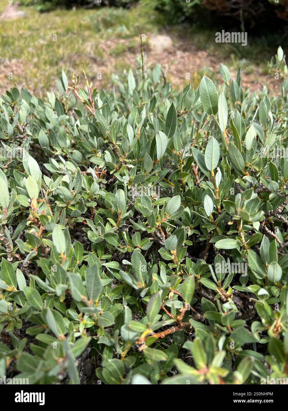 rocky mountain willow (Salix petrophila Stock Photo - Alamy