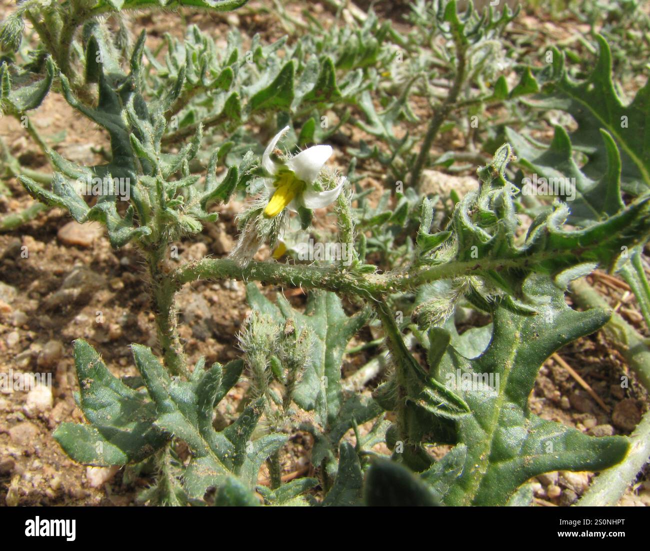 Cutleaf Nightshade (Solanum triflorum Stock Photo - Alamy