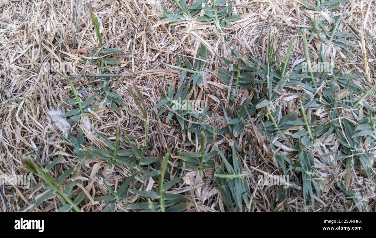 Bermuda grass (Cynodon dactylon Stock Photo - Alamy