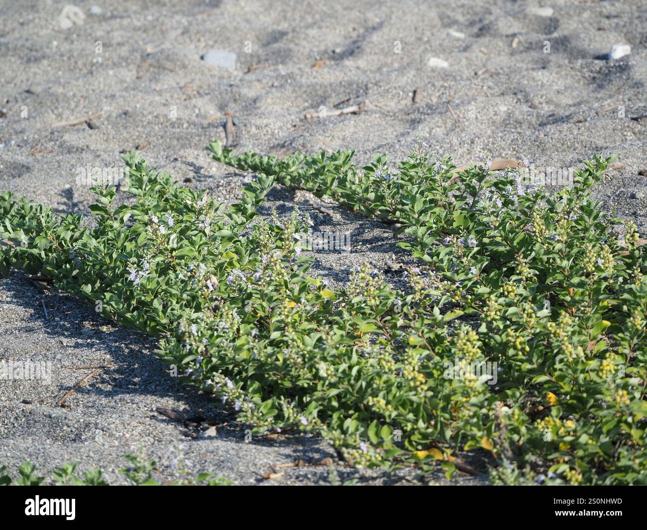 Beach Vitex (Vitex rotundifolia Stock Photo - Alamy