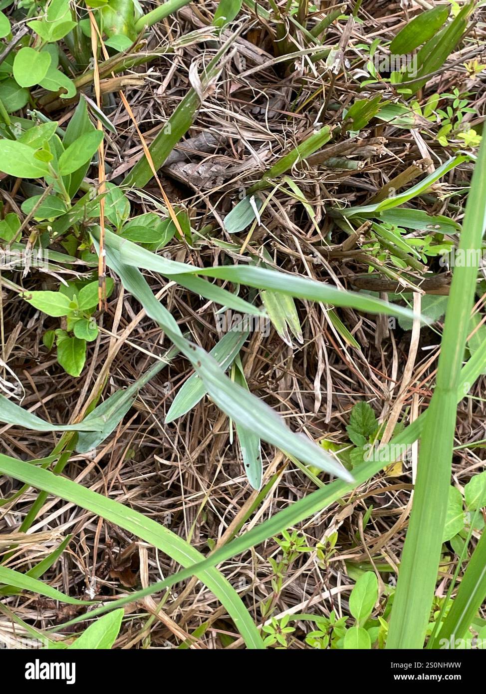 Florida paspalum (Paspalum floridanum Stock Photo - Alamy