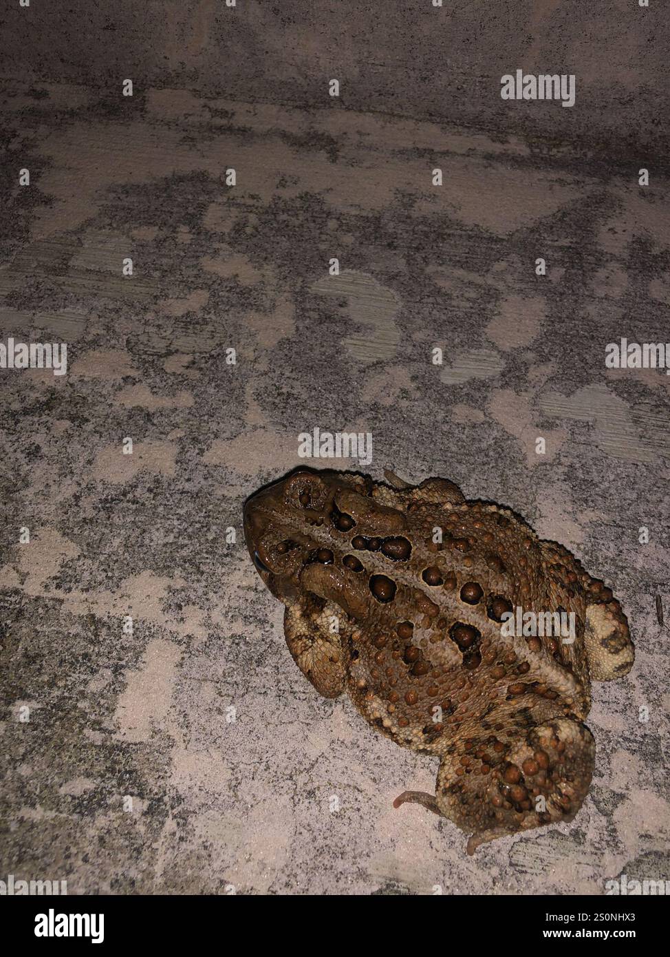 American Toad (Anaxyrus americanus Stock Photo - Alamy