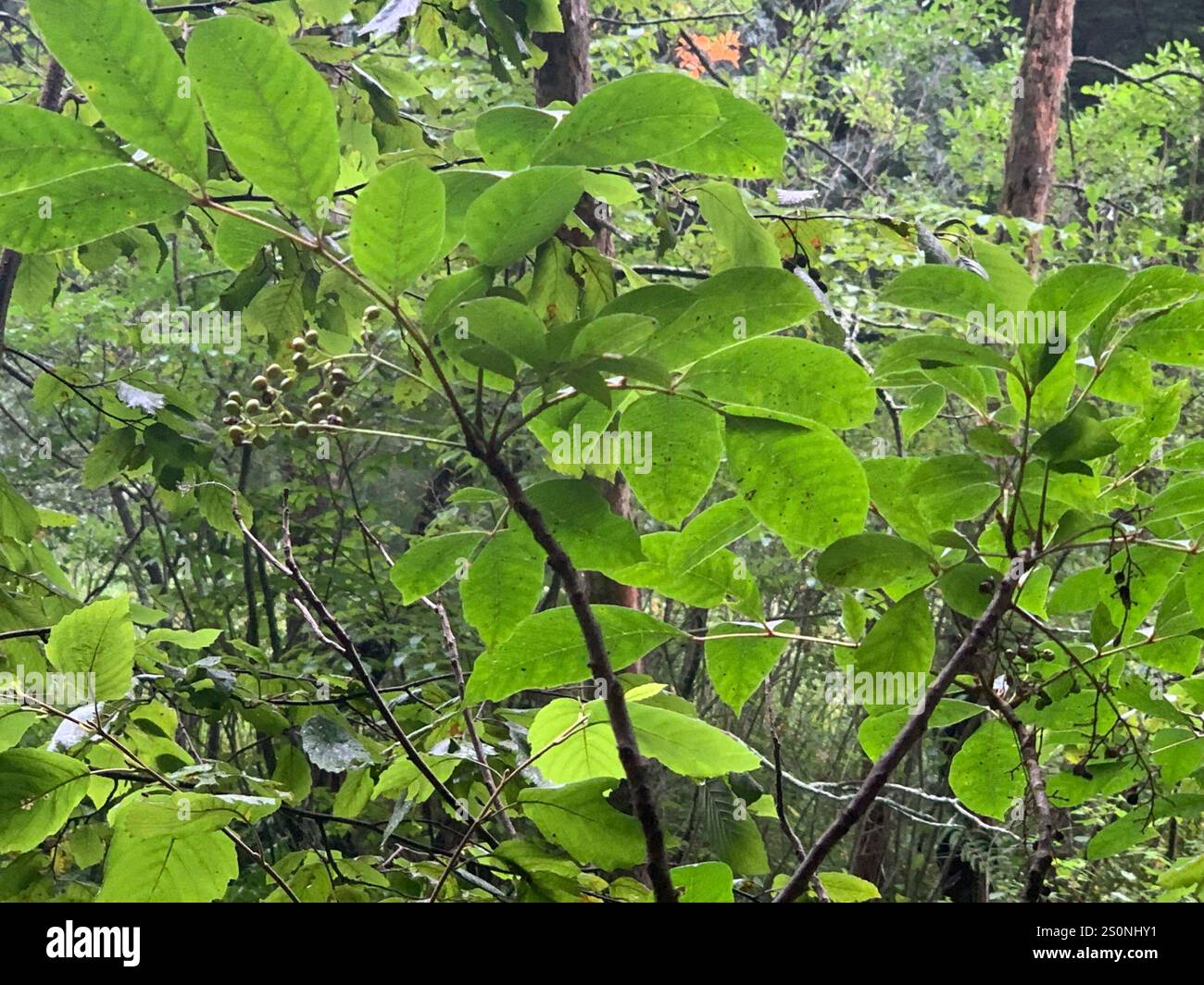poison sumac (Toxicodendron vernix Stock Photo - Alamy