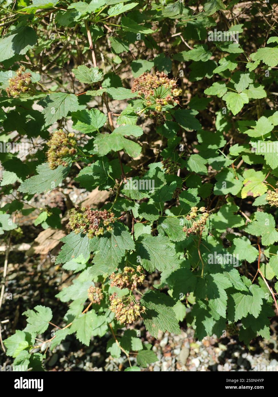 Pacific ninebark (Physocarpus capitatus Stock Photo - Alamy