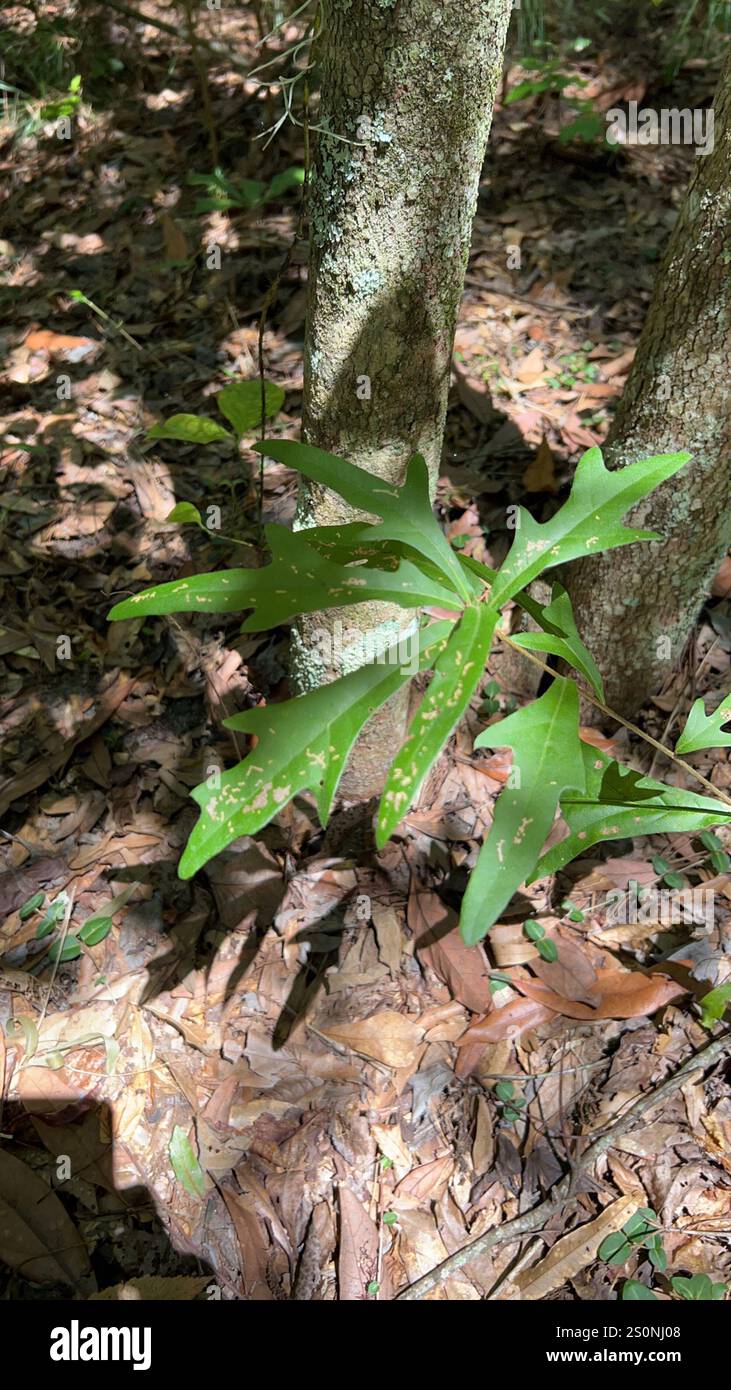 water oak (Quercus nigra Stock Photo - Alamy