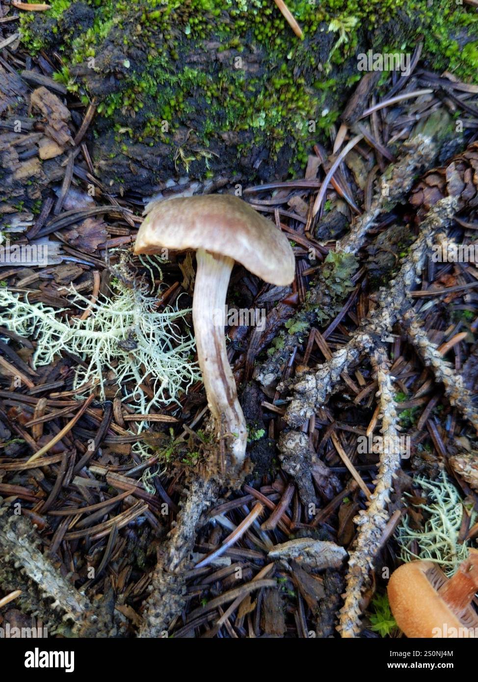 Saffron webcap hi-res stock photography and images - Alamy