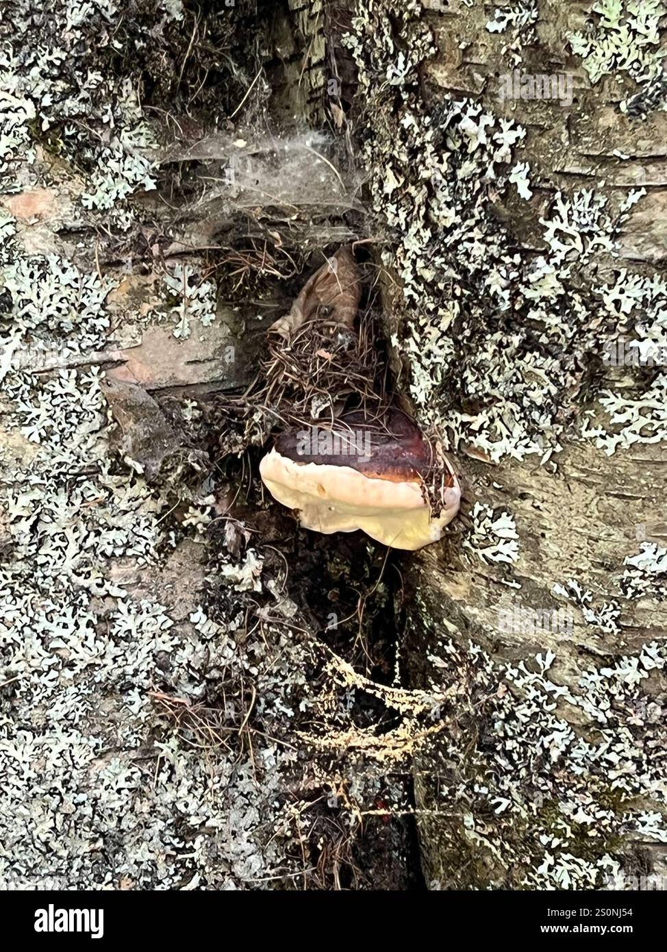 Ochre-banded Conk (Fomitopsis ochracea Stock Photo - Alamy