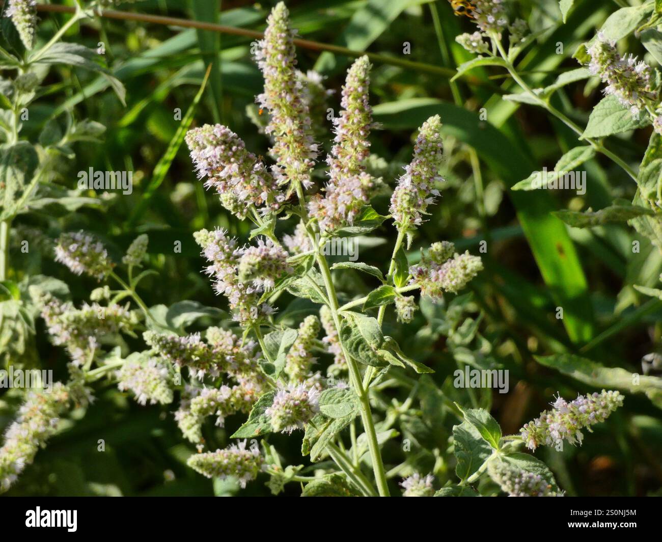 Horse Mint (Mentha longifolia Stock Photo - Alamy