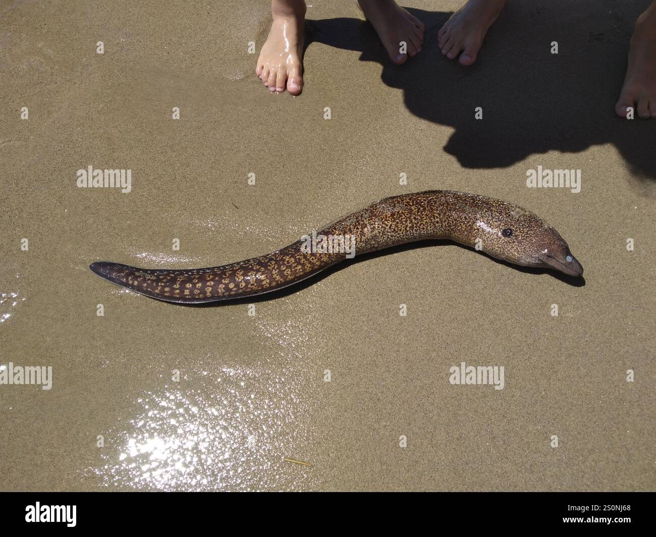 Mediterranean Moray (Muraena helena Stock Photo - Alamy