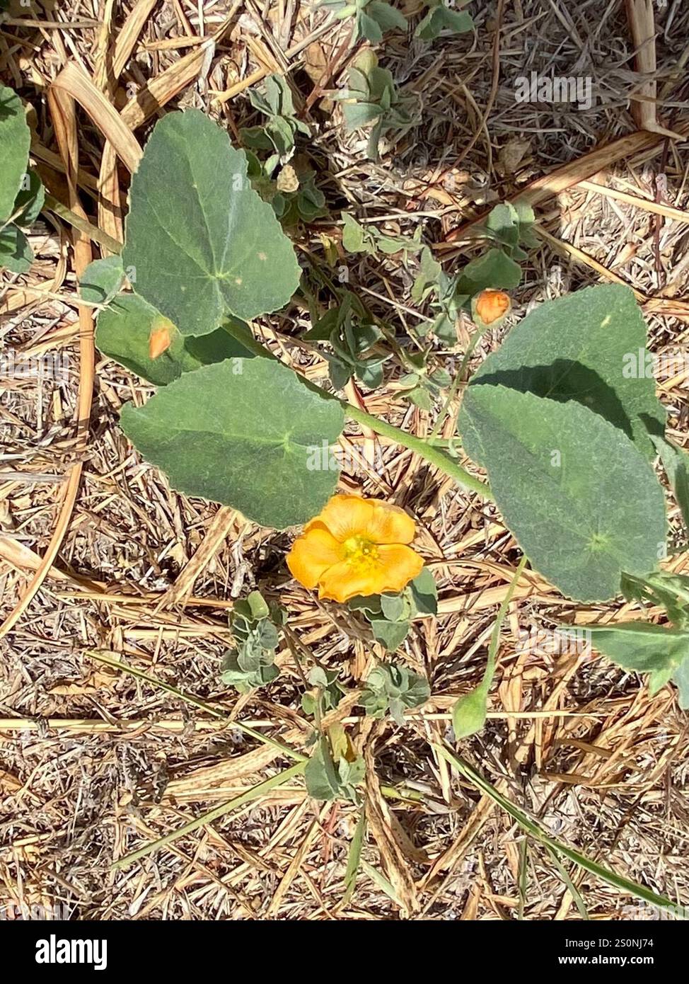 sweet Indian Mallow (Abutilon fruticosum Stock Photo - Alamy