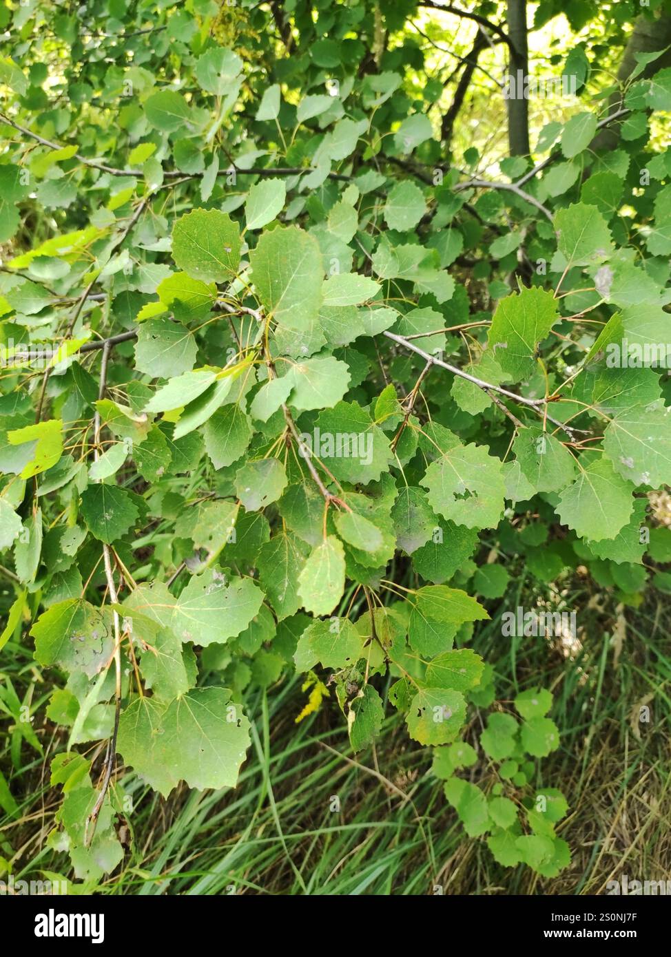 European aspen (Populus tremula Stock Photo - Alamy