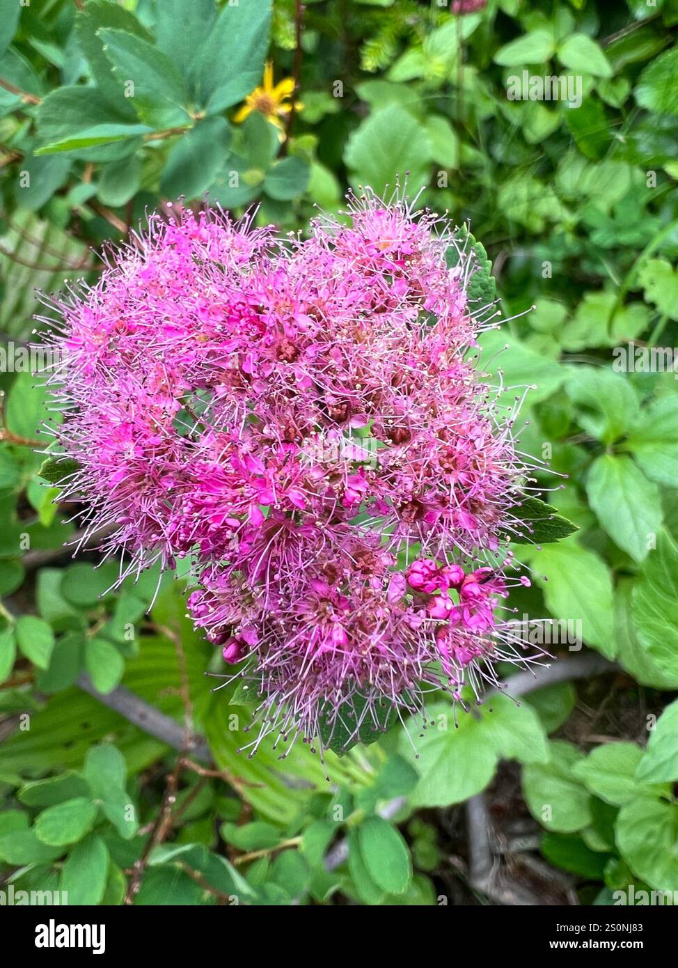 Mountain Spirea (Spiraea splendens Stock Photo - Alamy