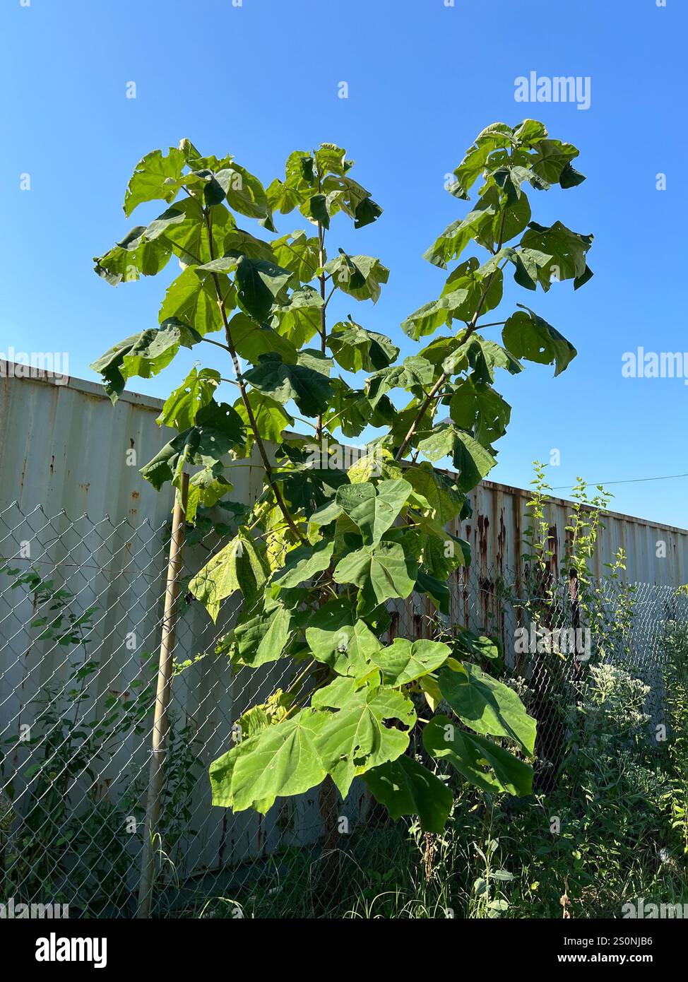 princess tree (Paulownia tomentosa Stock Photo - Alamy