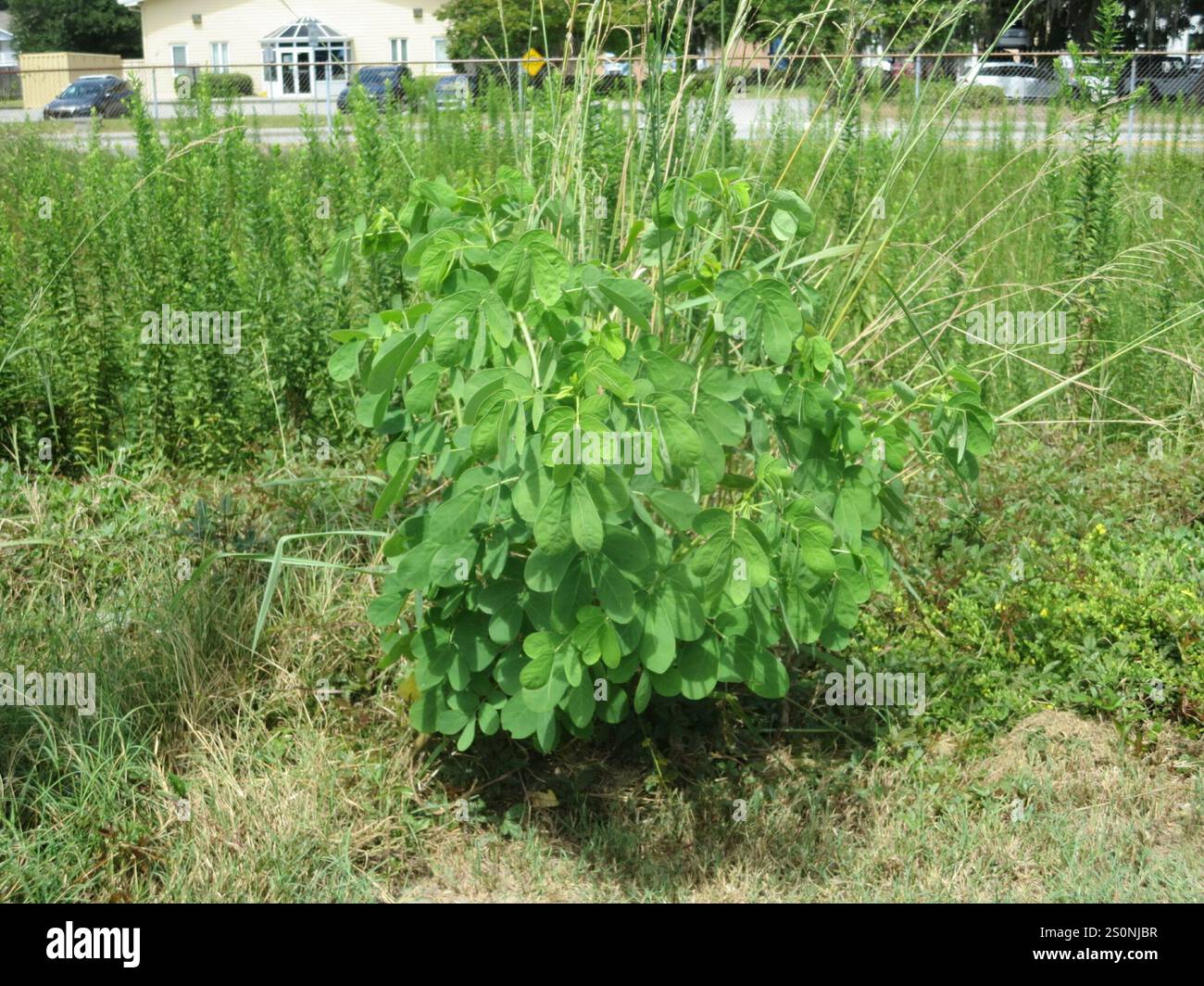 American Sicklepod (Senna obtusifolia Stock Photo - Alamy