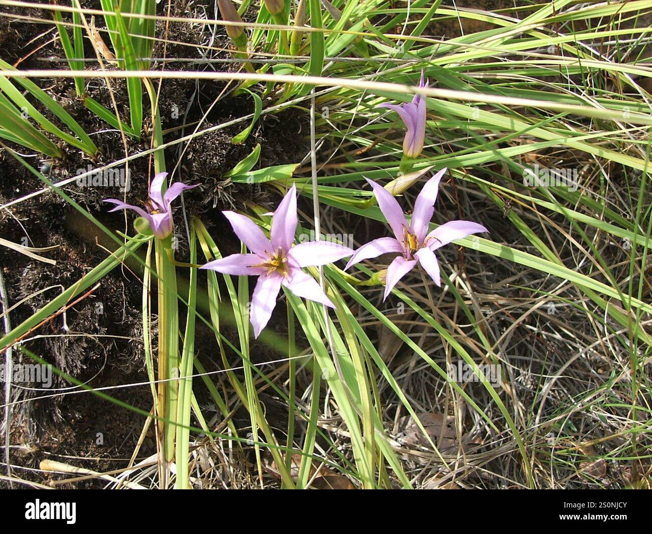 Monkeys Tail (Xerophyta retinervis Stock Photo - Alamy