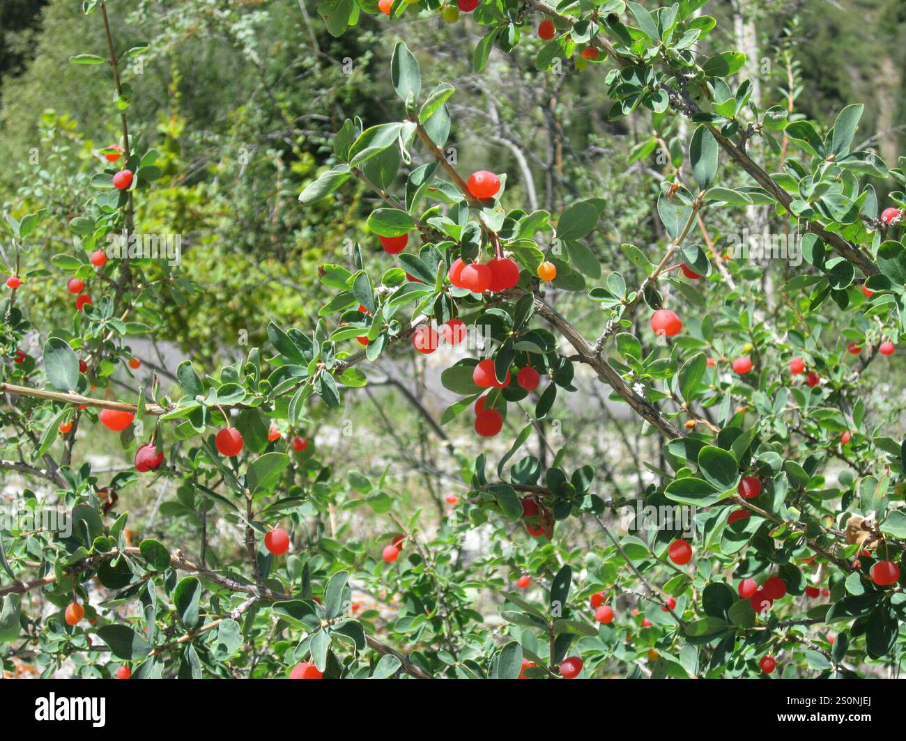 small-leaved honeysuckle (Lonicera microphylla Stock Photo - Alamy