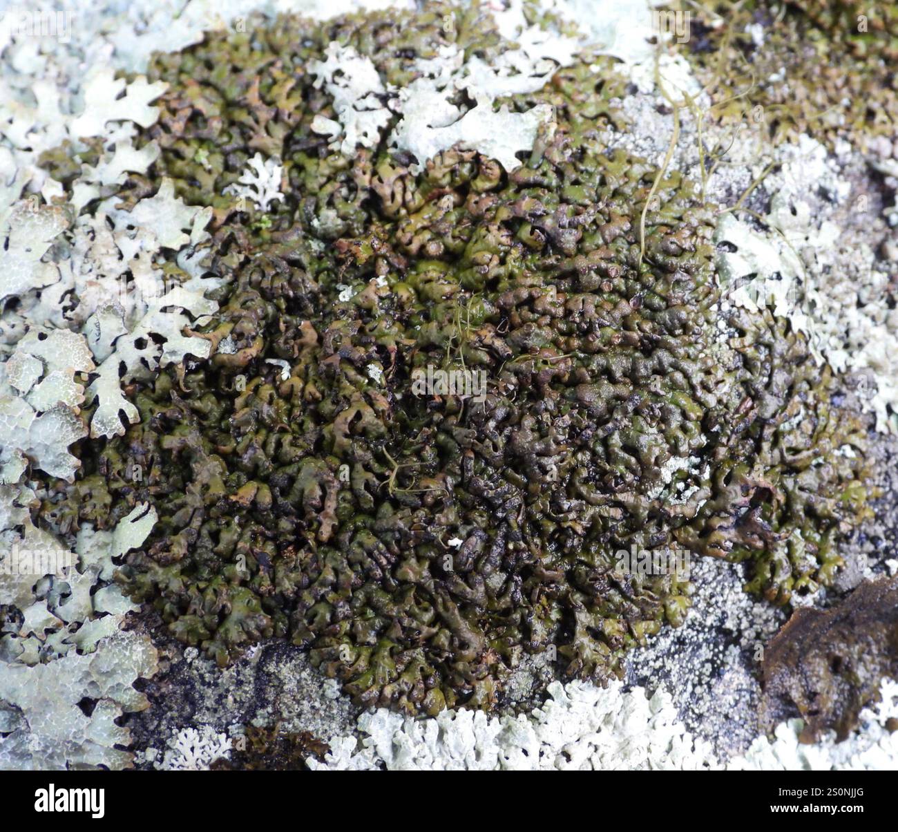 Stygian Black-parmelia (Melanelia stygia Stock Photo - Alamy