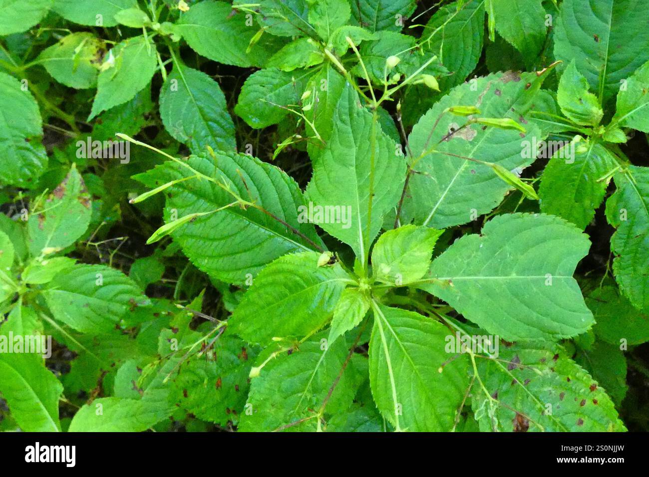 small balsam (Impatiens parviflora Stock Photo - Alamy