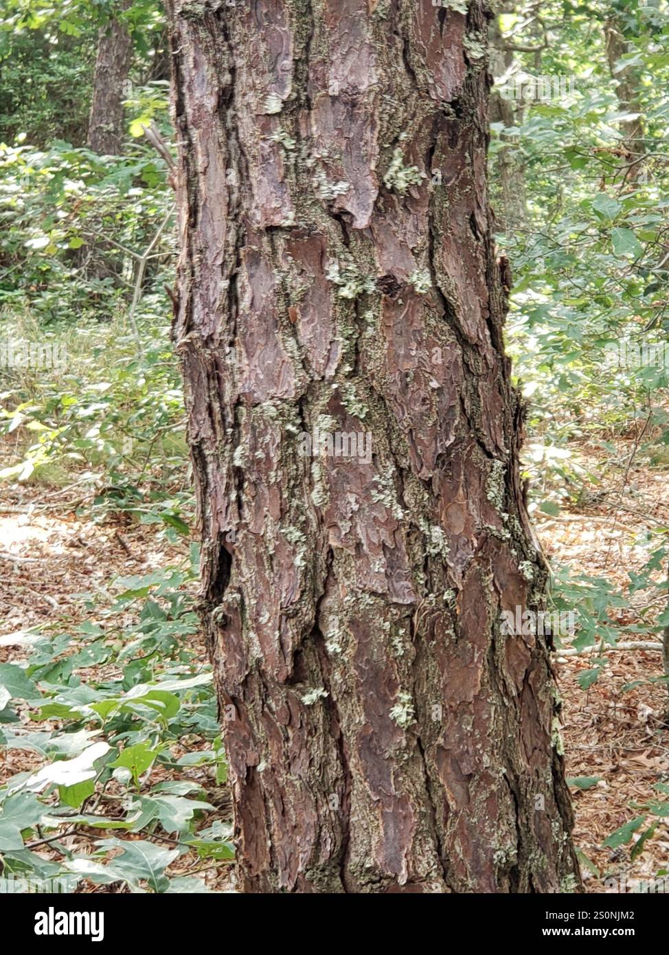 pitch pine (Pinus rigida Stock Photo - Alamy