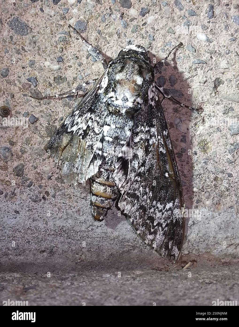 Rustic Sphinx (Manduca rustica Stock Photo - Alamy