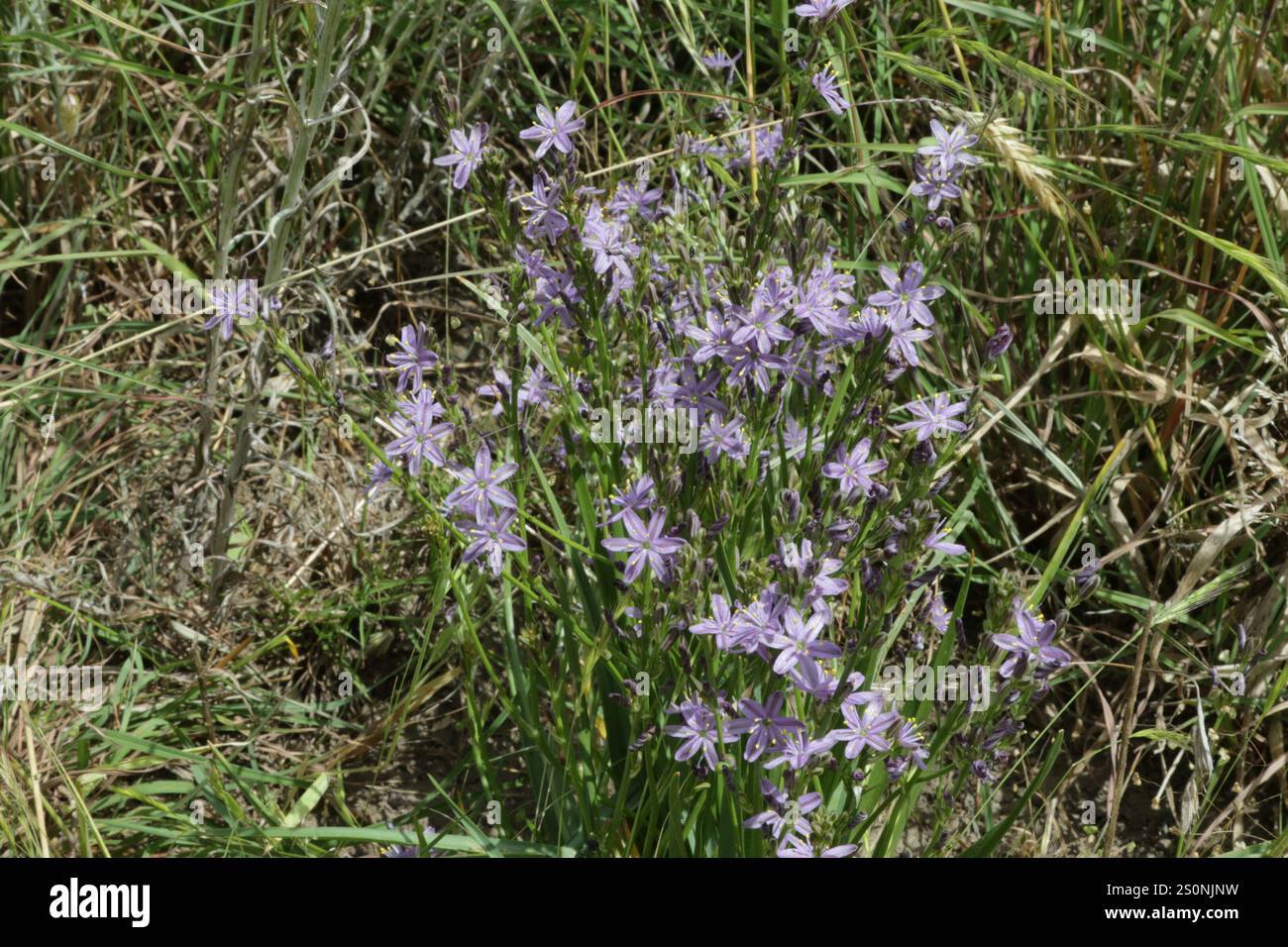 blue grass lily (Caesia calliantha Stock Photo - Alamy