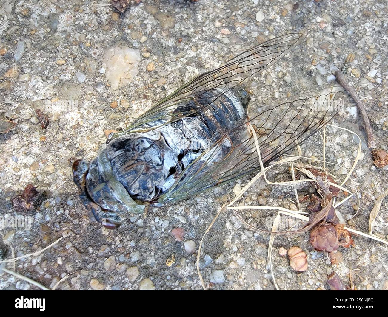 Northern Dusk-singing Cicada (Megatibicen grossa Stock Photo - Alamy