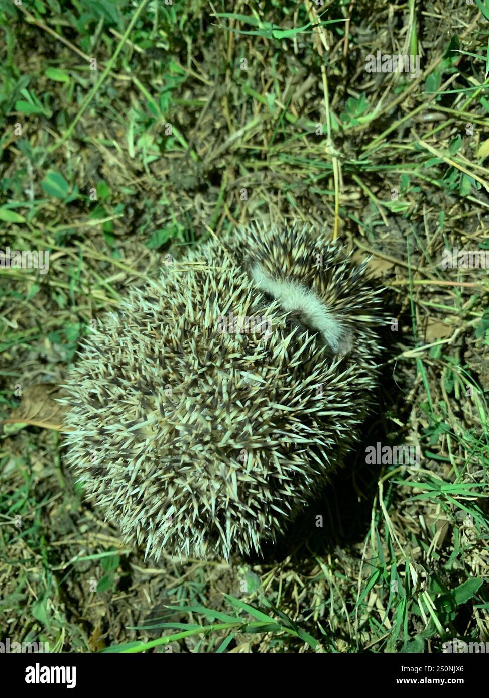 Four-toed Hedgehog (Atelerix albiventris Stock Photo - Alamy