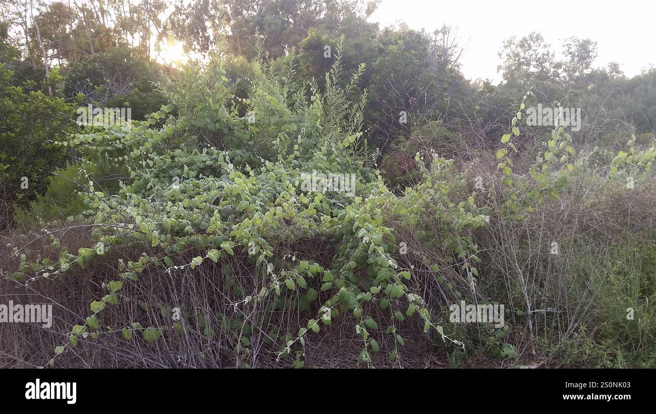 desert wild grape (Vitis girdiana Stock Photo - Alamy