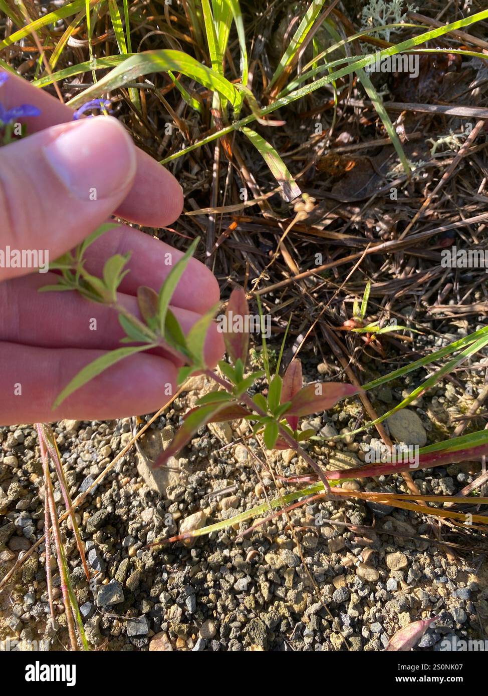 Blue Curls (Trichostema dichotomum Stock Photo - Alamy