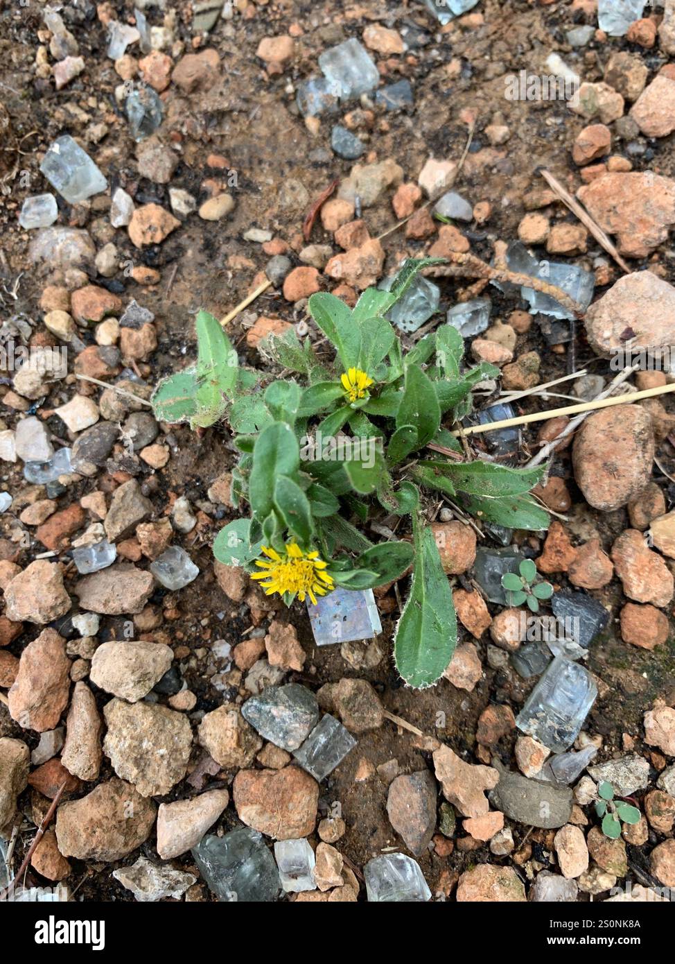 Spiny Starwort (Pallenis spinosa Stock Photo - Alamy