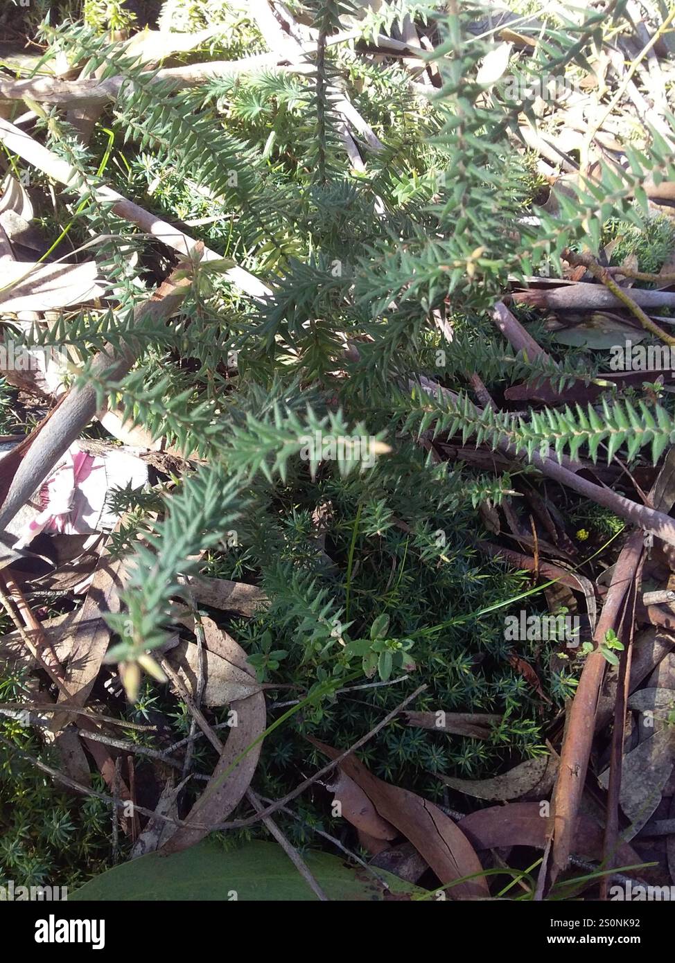 Mount Lofty Ground-berry (Acrotriche fasciculiflora Stock Photo - Alamy
