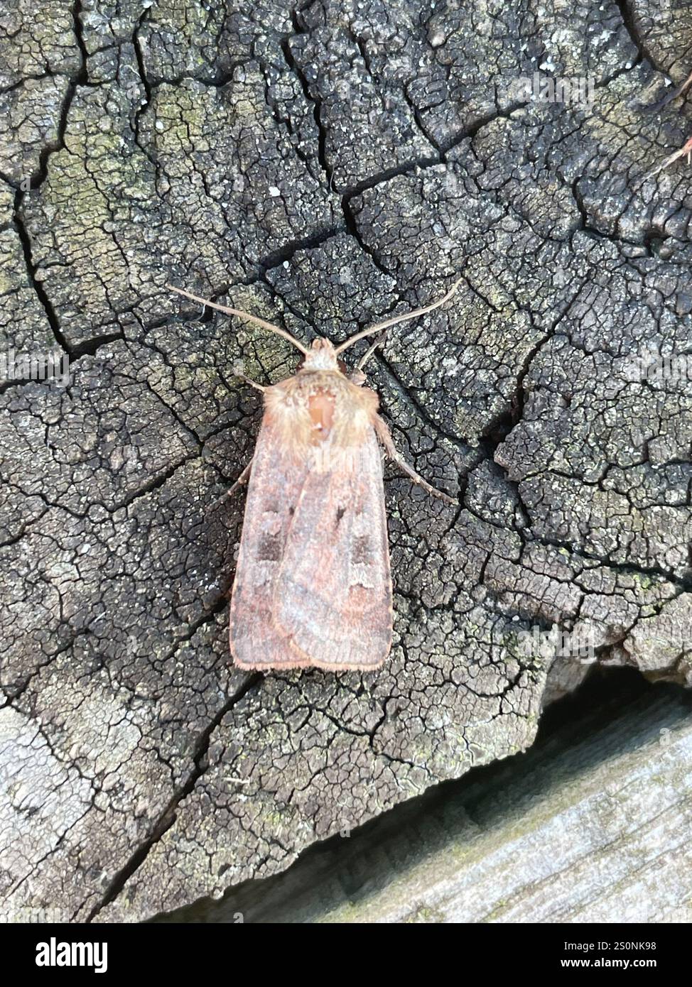 Small Square-spot (Diarsia rubi Stock Photo - Alamy